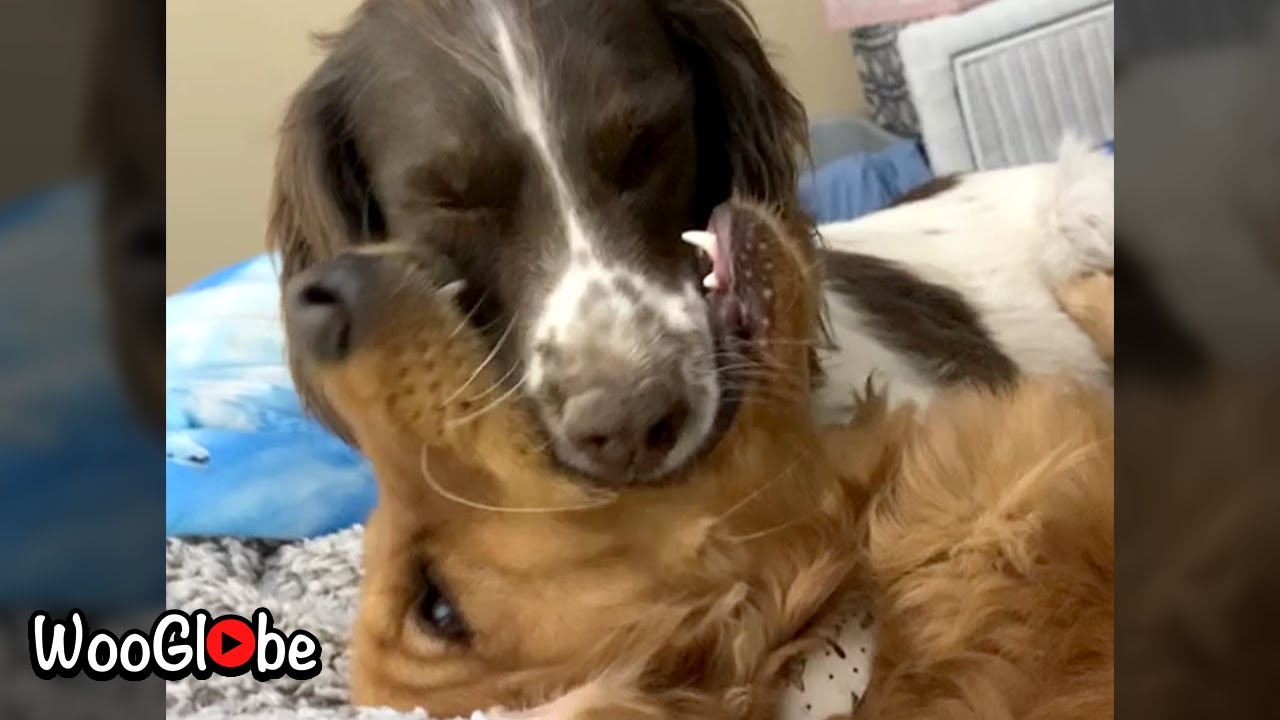 Super Cute Dogs Kiss Each Other | Adorable - WooGlobe Blog