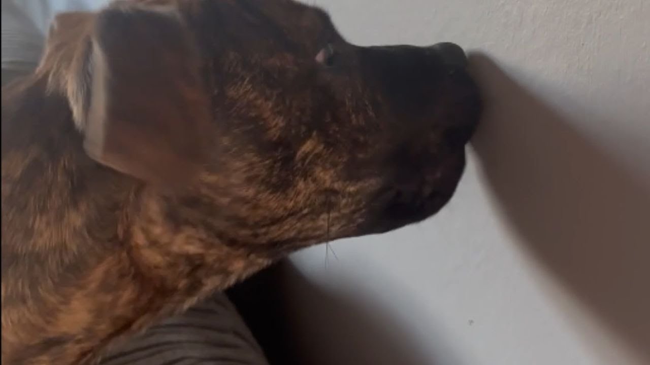 Puppy surprises human by eating moth | Super Cute - WooGlobe Blog